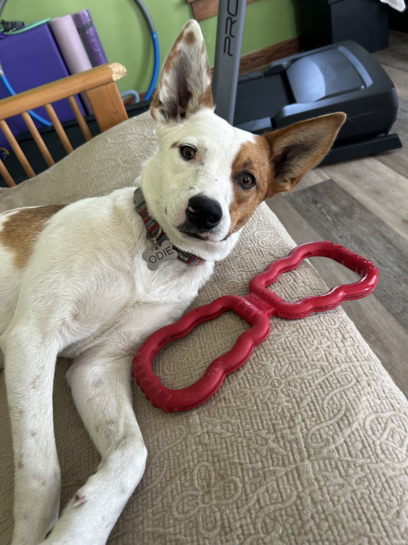 Dog for adoption - Roscoe, an Australian Cattle Dog / Blue Heeler Mix in Estherville, IA | Petfinder