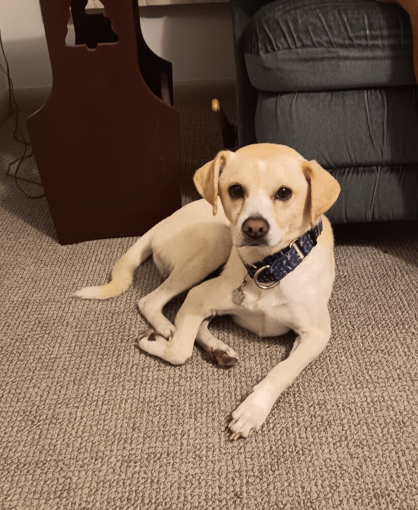 Dog for adoption - Prince, a Chihuahua & Labrador Retriever Mix in Lakeland, FL | Petfinder