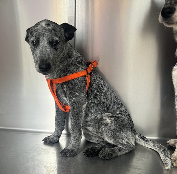 Dog for adoption - Runtz, an Australian Cattle Dog / Blue Heeler Mix in Sioux City, IA | Petfinder