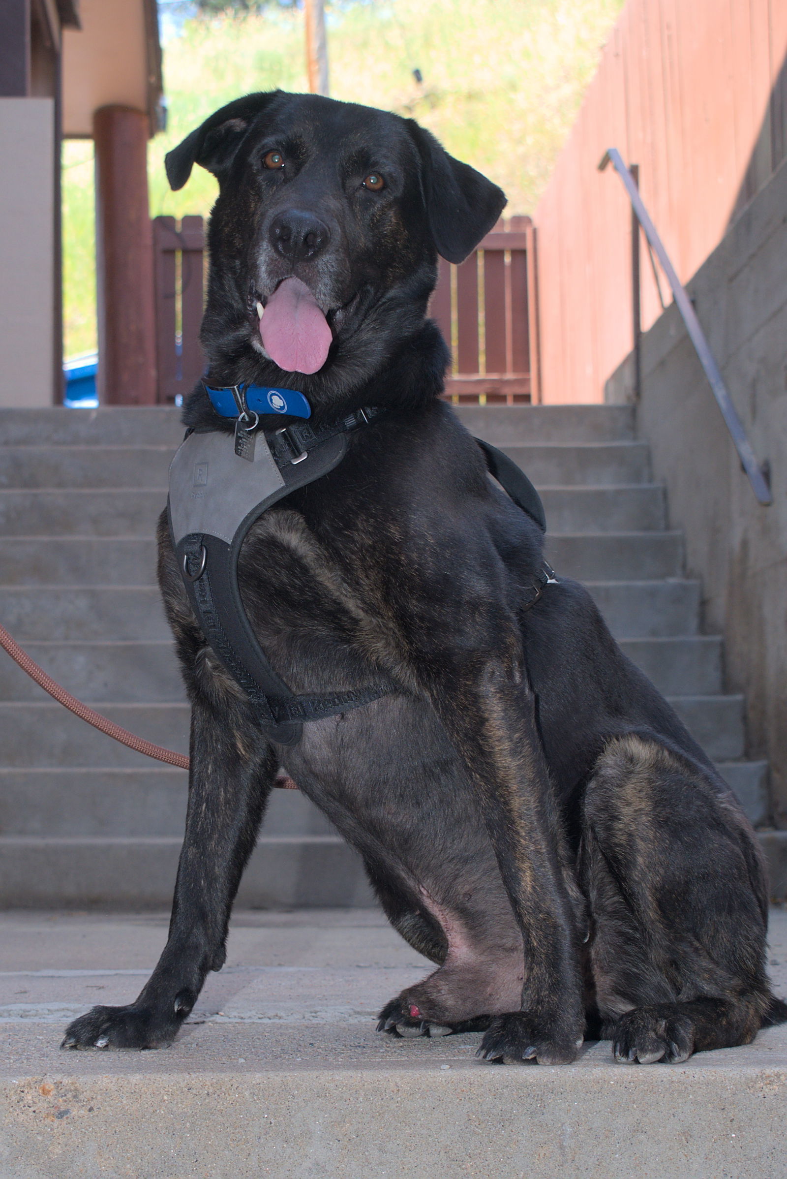 Dog for adoption - Bronco, a Labrador Retriever & Shepherd Mix in Evergreen, CO | Petfinder
