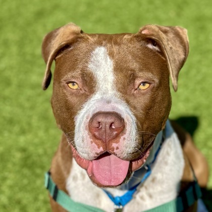 Dog for adoption - Jelly Bean, a Pit Bull Terrier Mix in San Francisco ...