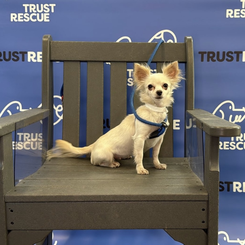 Dog for adoption - JELLY BEAN, a Chihuahua in Atco, NJ | Petfinder