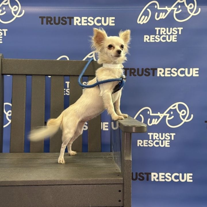 Dog for adoption - JELLY BEAN, a Chihuahua in Atco, NJ | Petfinder