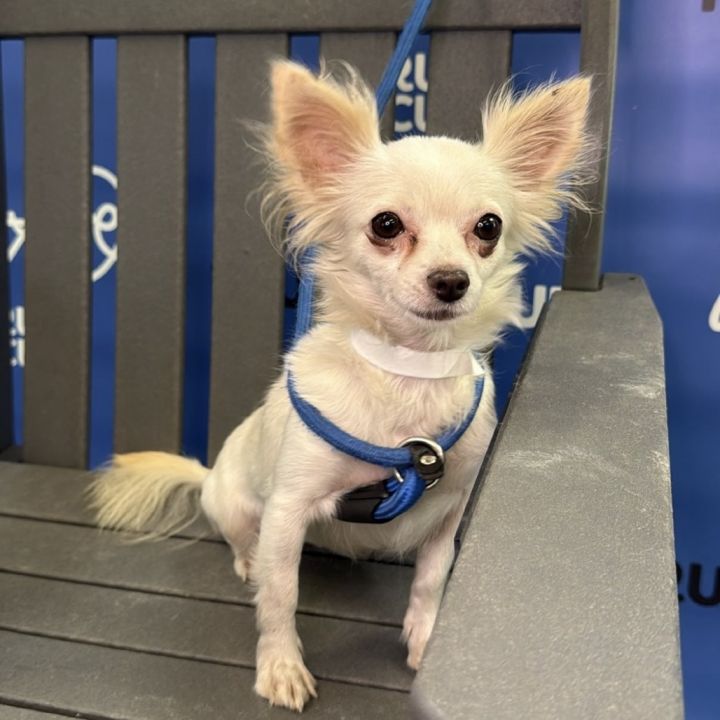 Dog for adoption - JELLY BEAN, a Chihuahua in Atco, NJ | Petfinder