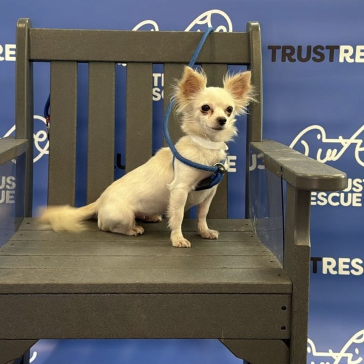 Dog for adoption - JELLY BEAN, a Chihuahua in Atco, NJ | Petfinder