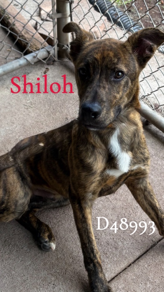 Dog for adoption - Shiloh, a Mixed Breed in Clarksville, TN | Petfinder