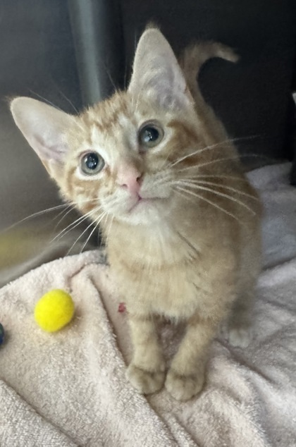 Cat for adoption - Jelly Bean, a Domestic Short Hair in Willmar, MN ...