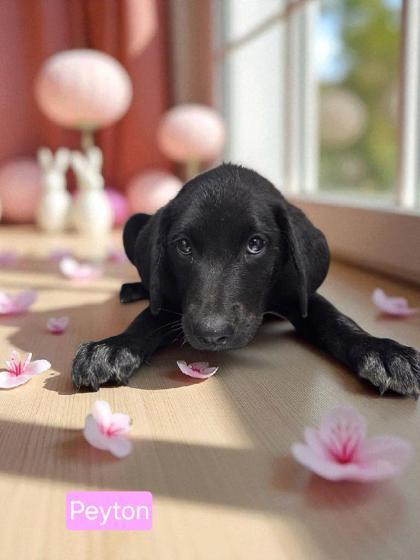 Dog for adoption - Peyton, a Golden Retriever & Labrador Retriever Mix in Malvern, PA | Petfinder