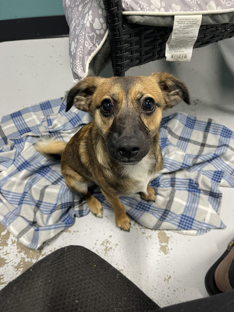 Dog for adoption - Copper, a Mixed Breed in Chattanooga, TN | Petfinder