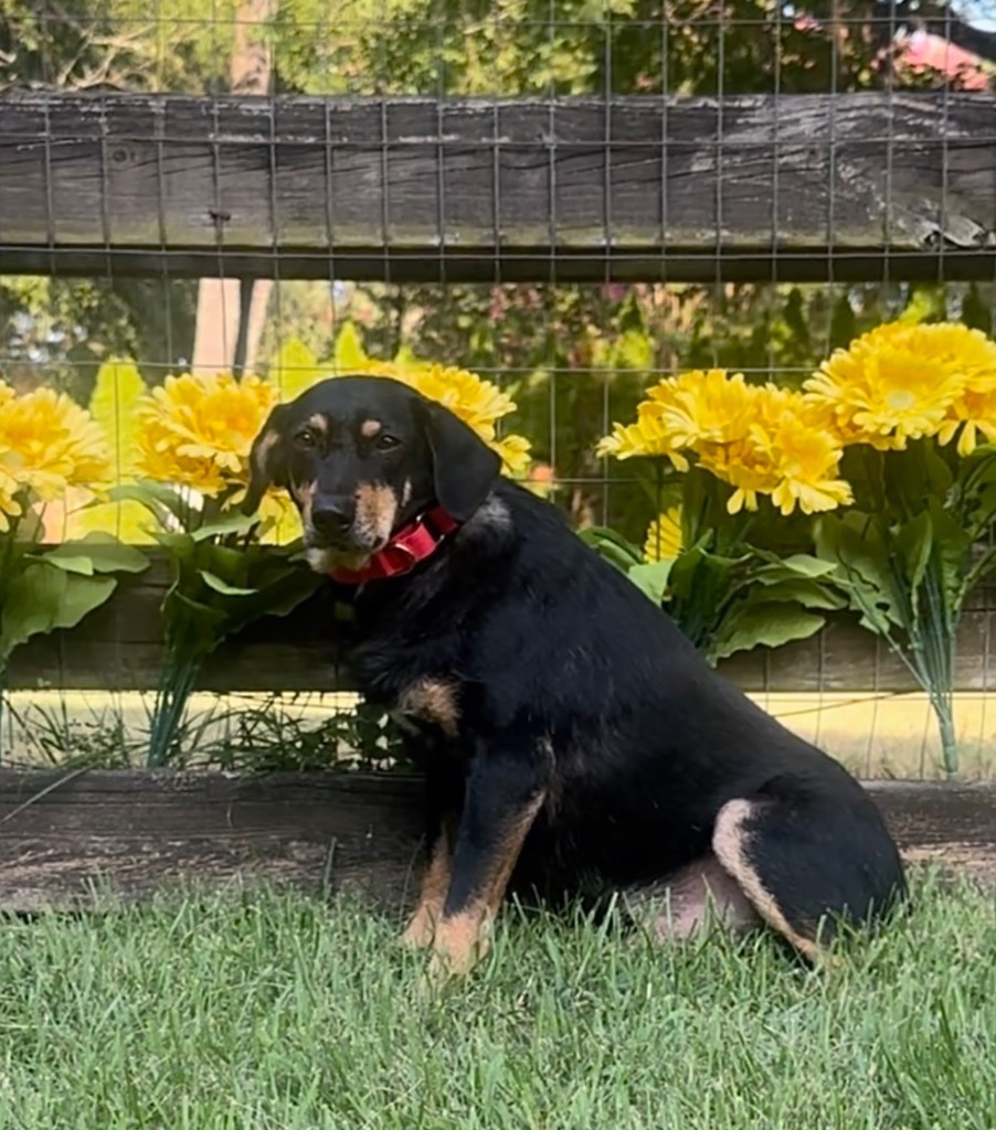 Dog for adoption - Walter Meadowood, a Labrador Retriever & Hound Mix in Princeton, MA | Petfinder