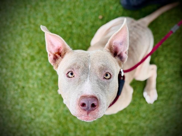 Dog for adoption - HONEY, a Pit Bull Terrier Mix in Orlando, FL | Petfinder