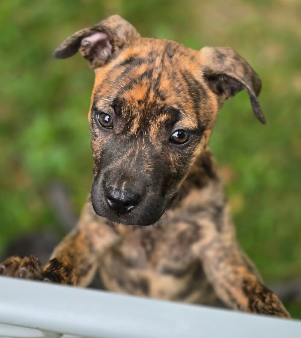 Dog for adoption - Honey, a Pit Bull Terrier Mix in Oxford, MI | Petfinder