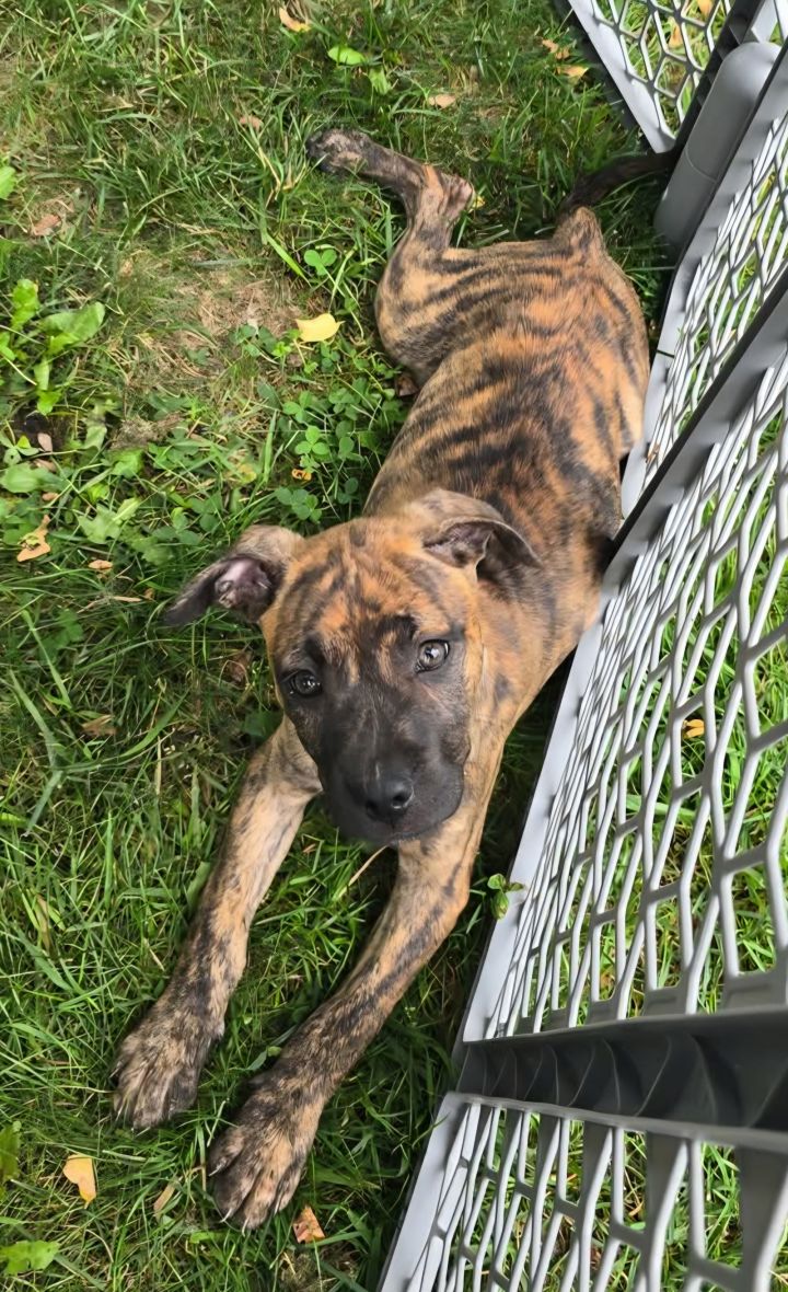 Dog for adoption - Honey, a Pit Bull Terrier Mix in Oxford, MI | Petfinder