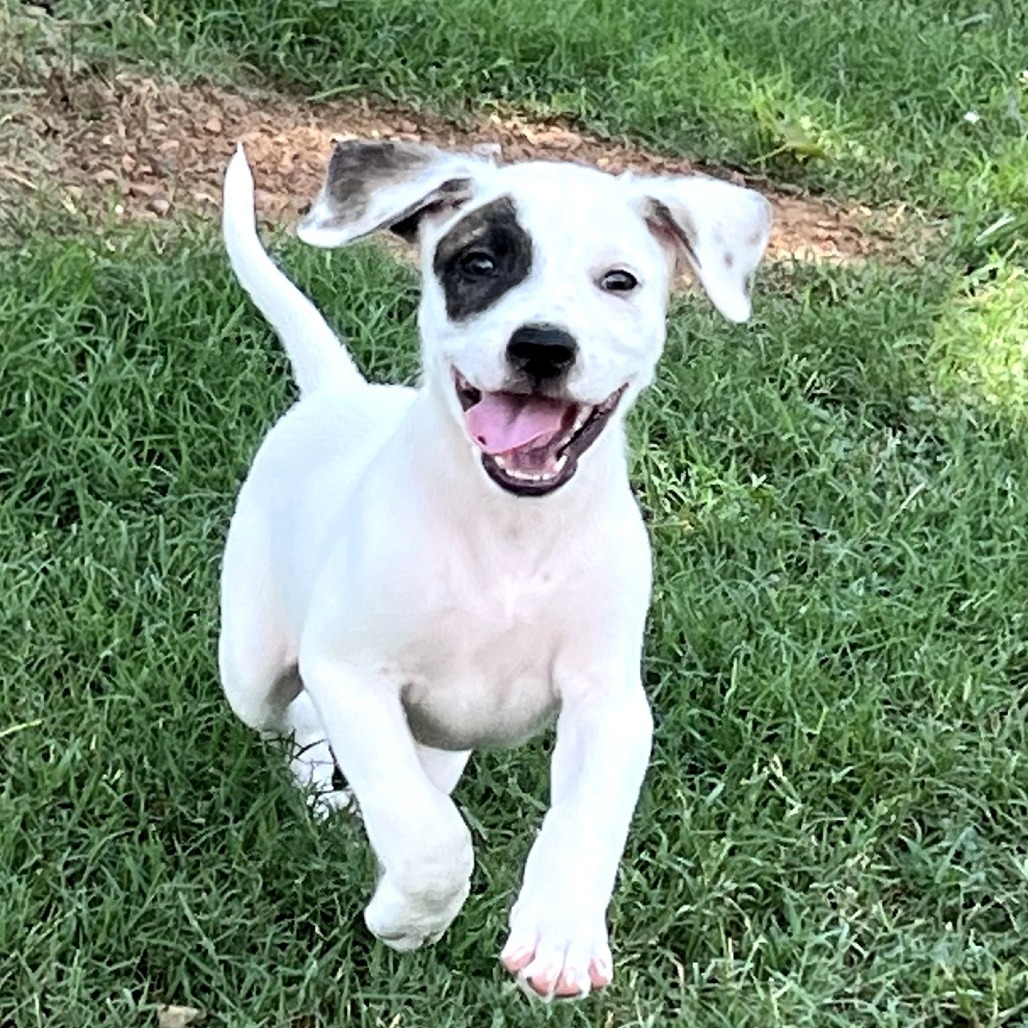 Dog for adoption - Petey, a Mixed Breed in Jefferson city, TN | Petfinder