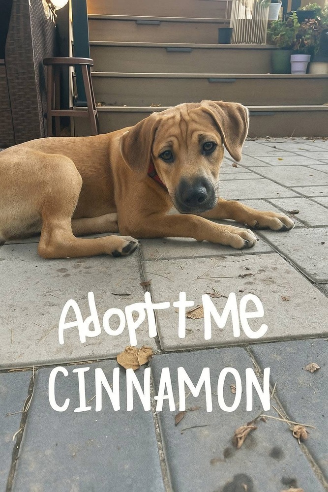 Dog for adoption - Spice Sisters : Cinnamon, a Hound & Labrador Retriever Mix in Aurora, IN ...