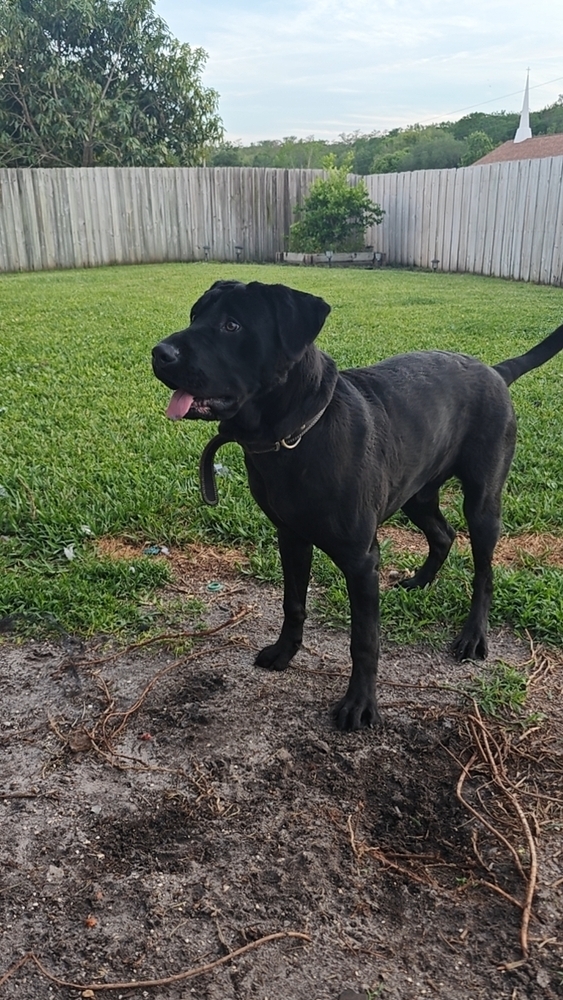 Dog for adoption - Shadow, a Labrador Retriever in Orlando, FL | Petfinder