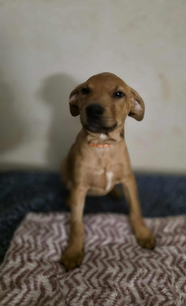 Dog for adoption - National Pups : Zion, a Labrador Retriever & Doberman Pinscher Mix in Aurora ...