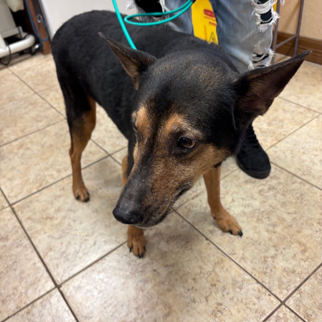 Dog for adoption - Goku, a Mixed Breed in Lake Jackson, TX | Petfinder