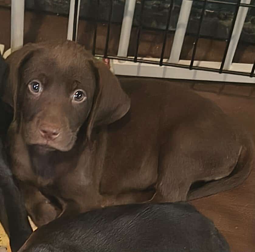 Dog for adoption - Classic Names 2 : Coco, a Labrador Retriever & Black and Tan Coonhound Mix in ...