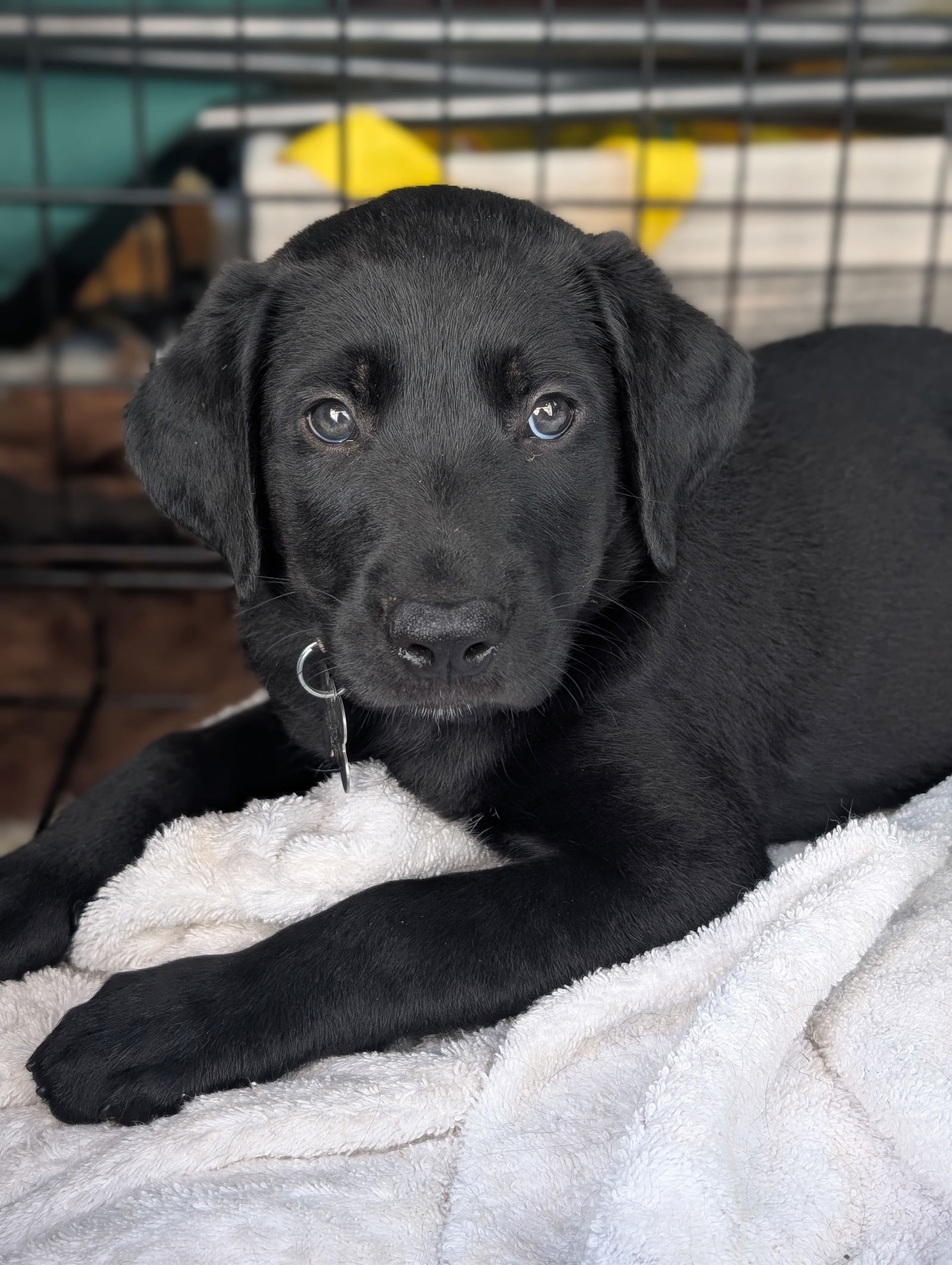 Dog for adoption - Carter: NC State Litter, a Labrador Retriever Mix in Holly Springs, NC ...