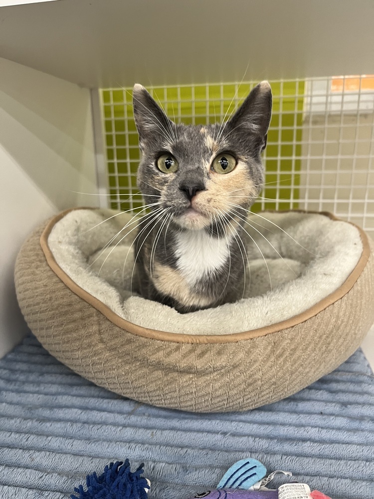 Cat for adoption - Jelly Bean 9990, a Domestic Short Hair in Dallas, TX ...