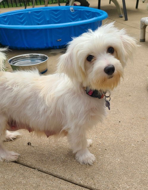 Dog for adoption - Jelly Bean, a Havanese & Maltese Mix in Hillside, IL ...