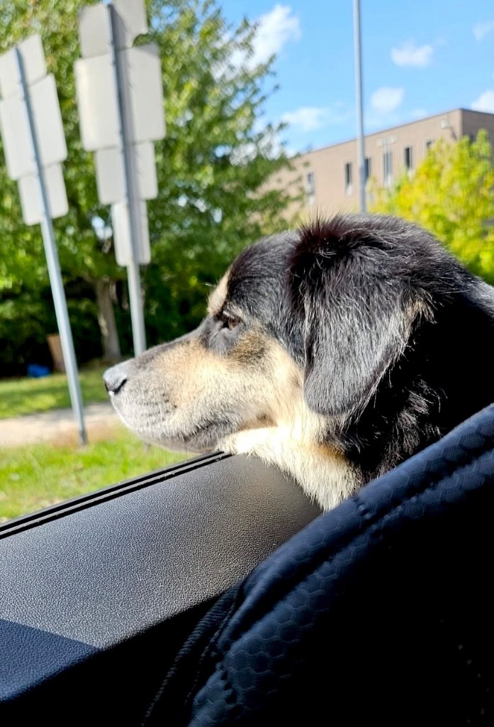 Dog for adoption - Patty Cake - LOCAL, a Shepherd & Husky Mix in Princeton, MA | Petfinder