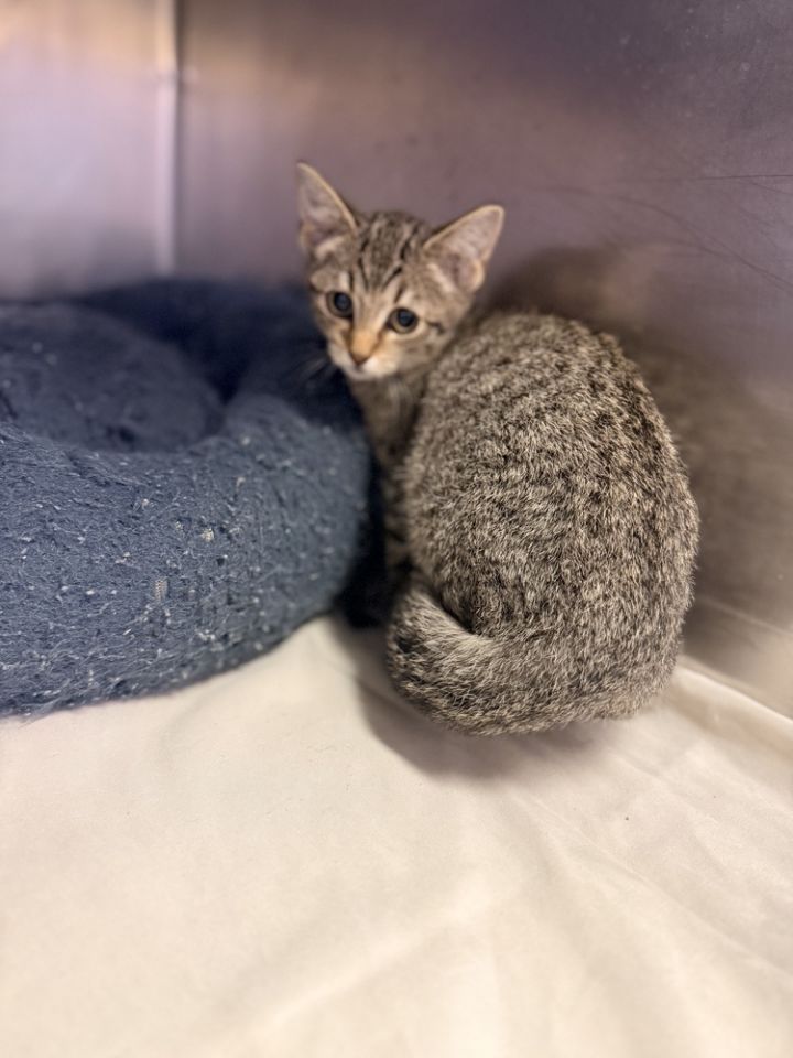 Cat for adoption - Dena 23C-0225, a Domestic Short Hair in Corinth, MS | Petfinder