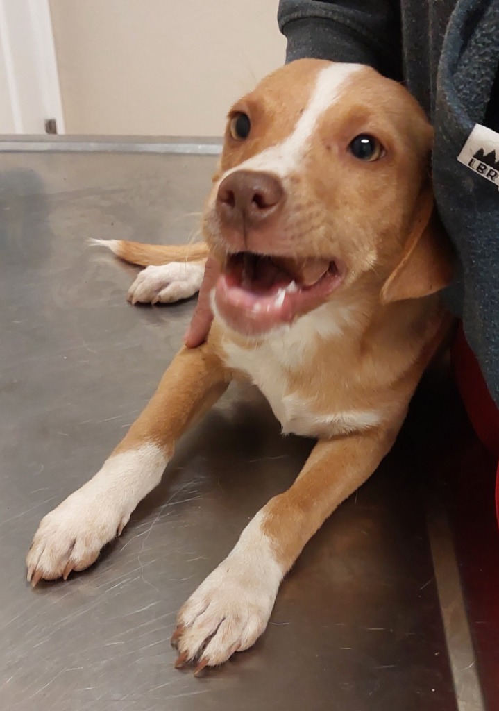 Dog for adoption - Valhalla Trail Puppy 5(Jacob), an Italian Greyhound & Dachshund Mix in ...