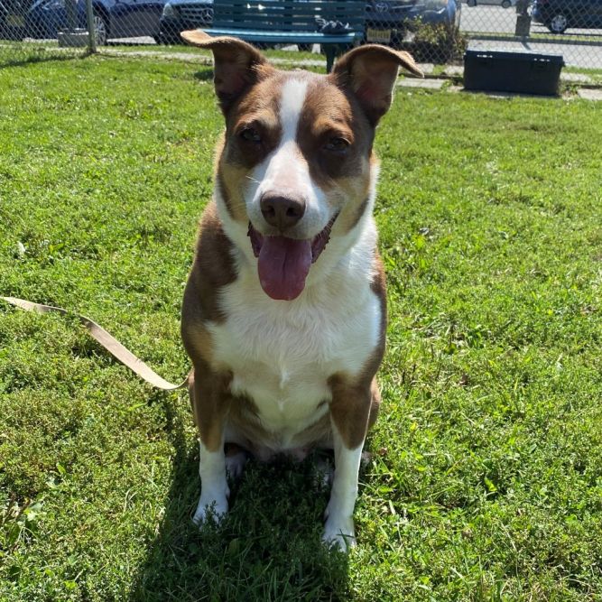 Dog for adoption - Tabitha, an Australian Shepherd Mix in East Hanover, NJ | Petfinder