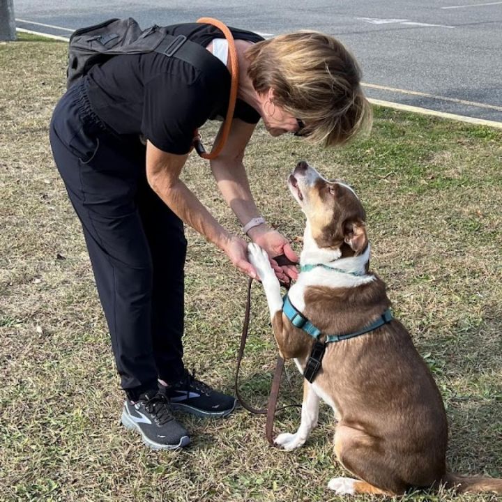 Dog for adoption - Tabitha, an Australian Shepherd Mix in East Hanover, NJ | Petfinder