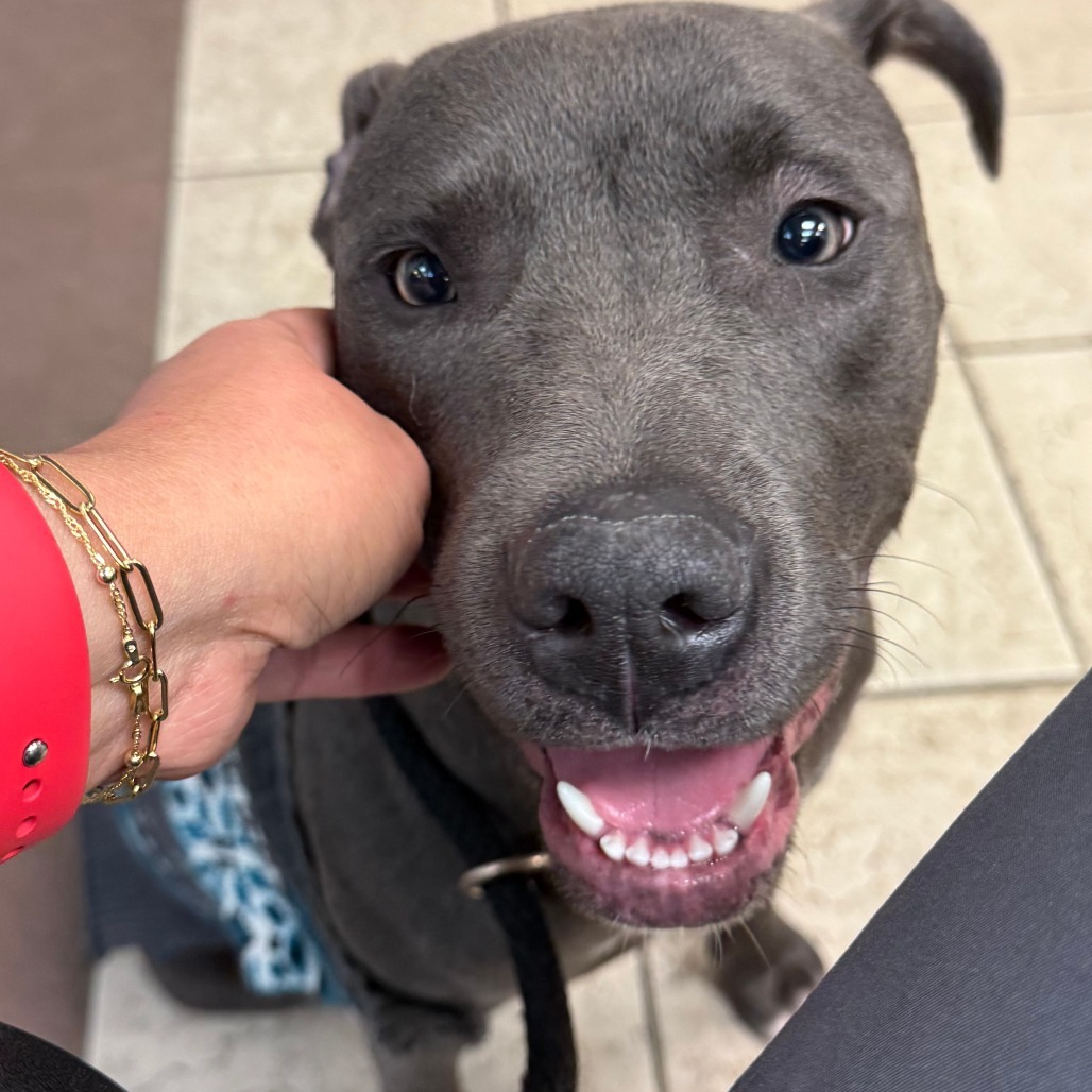 Dog for adoption - Magpie 1996, a Mixed Breed in Columbus, GA | Petfinder