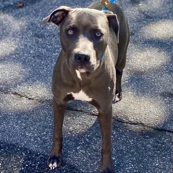 Dog for adoption - Magpie 1996, a Mixed Breed in Columbus, GA | Petfinder