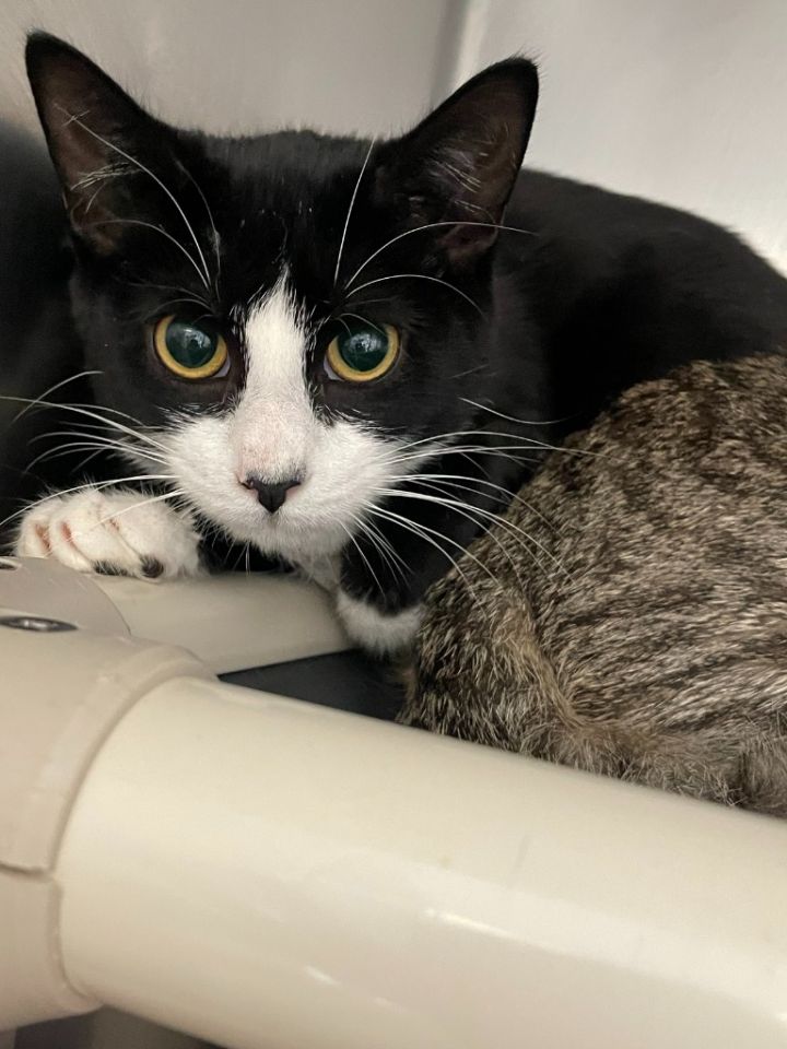 Cat for adoption - Magpie Girl, a Domestic Short Hair Mix in Pomona, NY | Petfinder