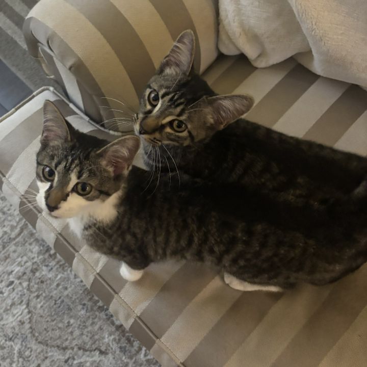 Cat for adoption - Ichi, a Domestic Short Hair in Chicago, IL | Petfinder