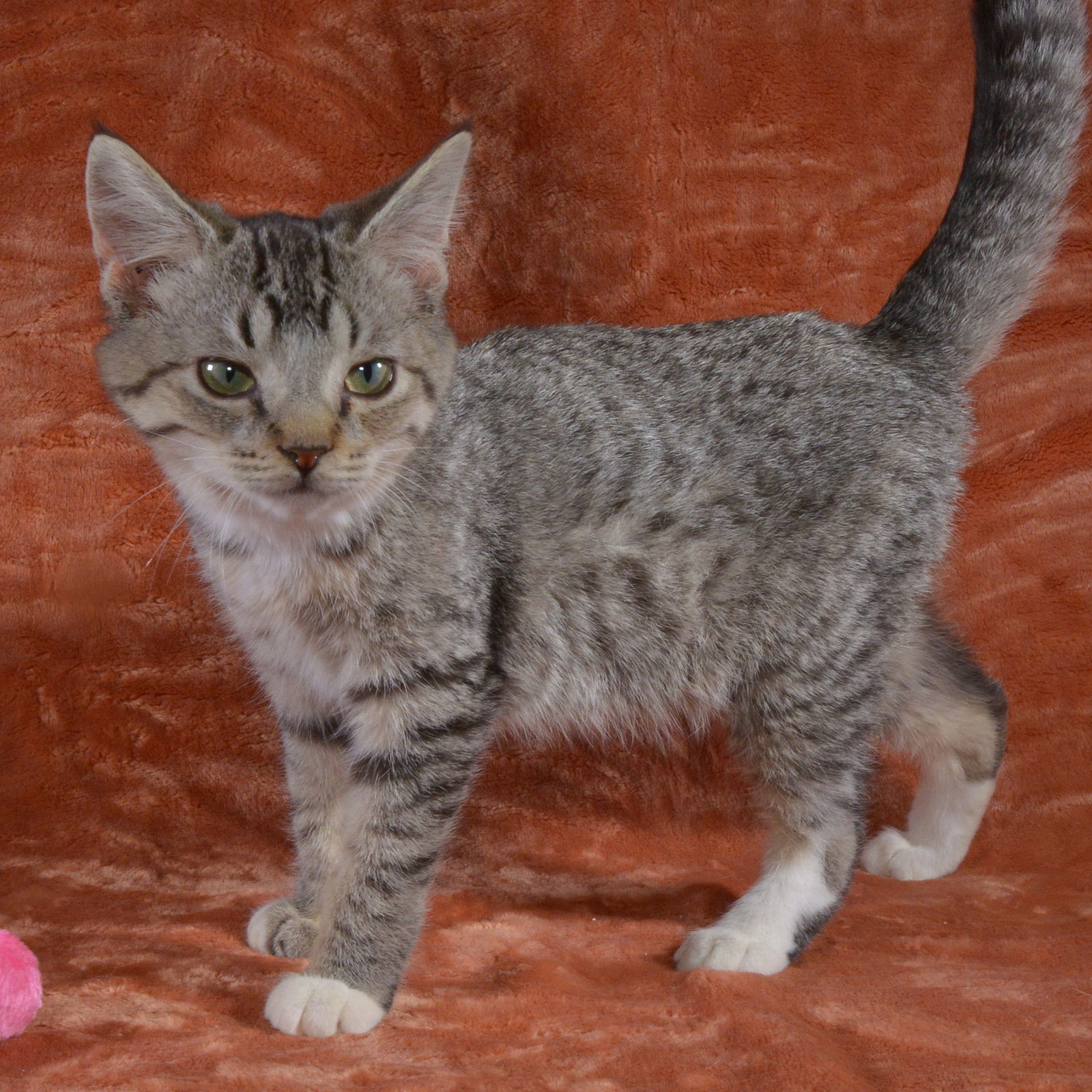 Cat for adoption - Samuel, a Domestic Short Hair & Tabby Mix in Traverse City, MI | Petfinder