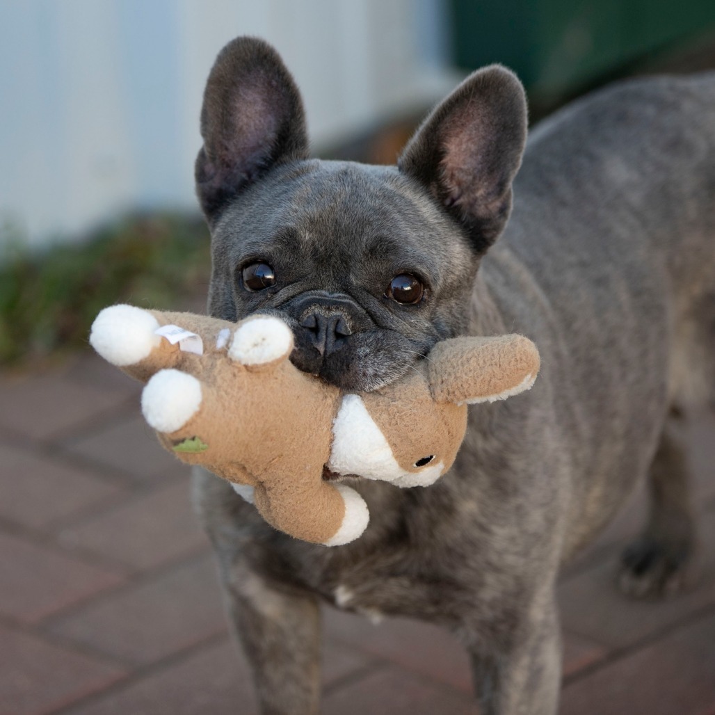 Dog for adoption - Tinkerbelle (S24-37), a French Bulldog in Peyton, CO | Petfinder