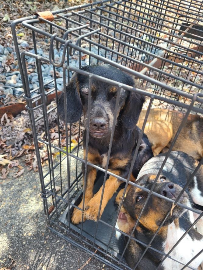 Dog for adoption - D1817-25, a Mixed Breed in Tifton, GA | Petfinder