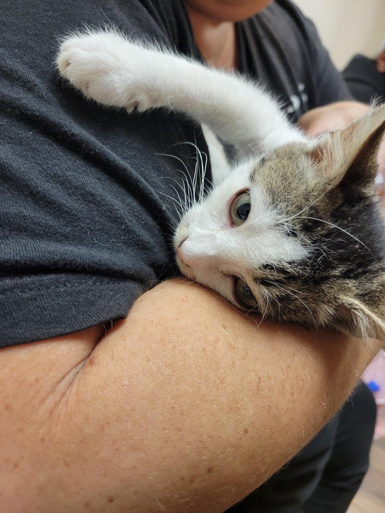 Cat for adoption - Moco, a Domestic Short Hair in Lorain, OH | Petfinder