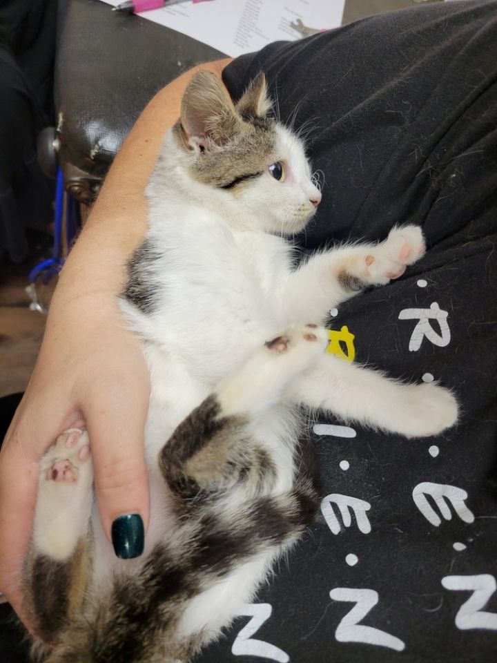 Cat for adoption - Moco, a Domestic Short Hair in Lorain, OH | Petfinder