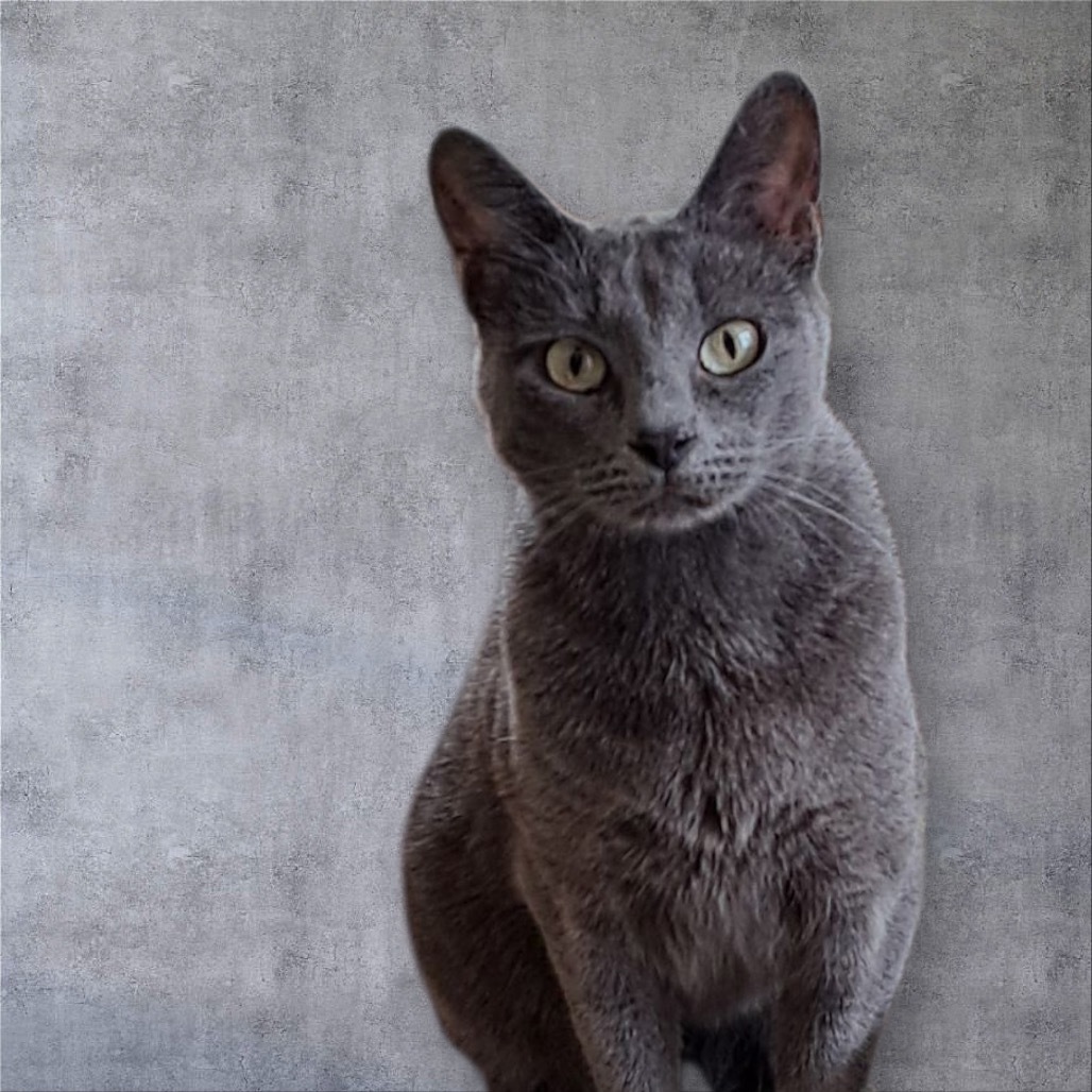 Cat for adoption - Larz, a Domestic Short Hair in Eureka Springs, AR | Petfinder