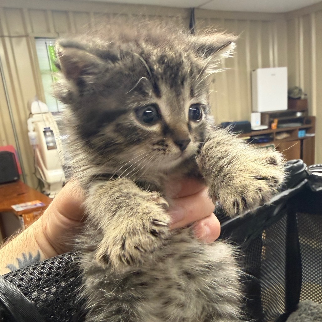 Cat for adoption - Frog, a Domestic Short Hair in Pauls Valley, OK | Petfinder